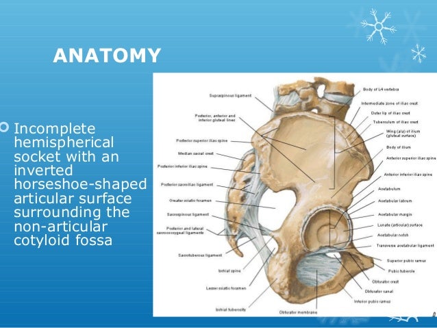 Subodh acetabulum ppt