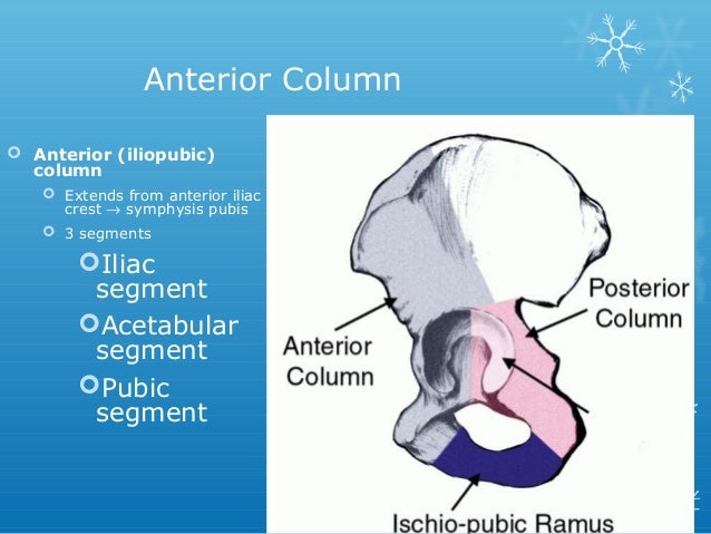 Subodh acetabulum ppt