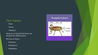 Subphylum Hexapoda.pptx | Air Travel | Travel Type