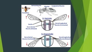 Subphylum Hexapoda.pptx | Air Travel | Travel Type