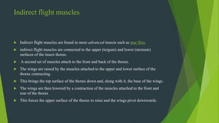 Subphylum Hexapoda.pptx | Air Travel | Travel Type