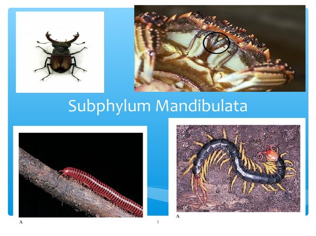 Subphylum mandibulata (By: J.Q) | PPT | Biological Sciences | Science