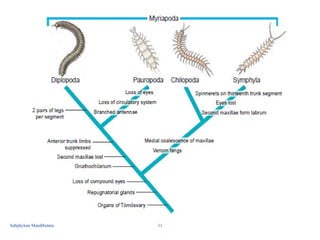 Subphylum mandibulata (By: J.Q) | PPT