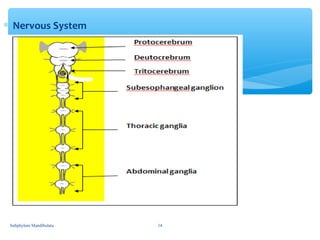 Subphylum mandibulata (By: J.Q) | PPT