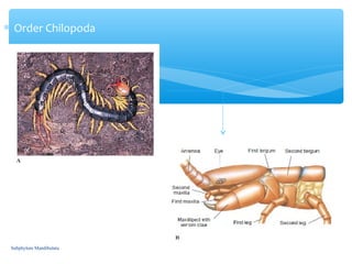 Subphylum mandibulata (By: J.Q) | PPT
