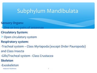 Subphylum mandibulata (By: J.Q) | PPT