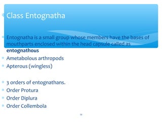 Subphylum mandibulata (By: J.Q) | PPT