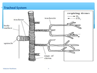 Subphylum mandibulata (By: J.Q) | PPT