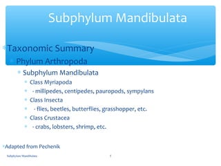 Subphylum mandibulata (By: J.Q) | PPT