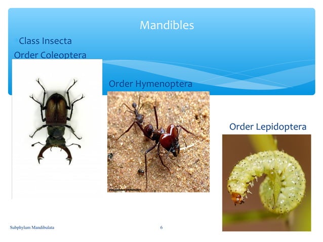 Subphylum mandibulata (By: J.Q) | PPT | Biological Sciences | Science