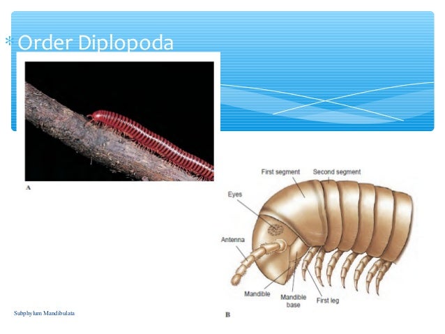 Subphylum mandibulata (By: J.Q)