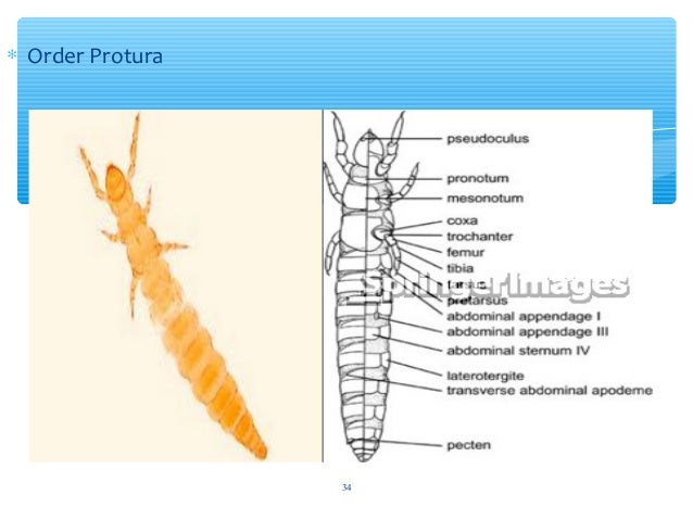 Subphylum mandibulata (By: J.Q)