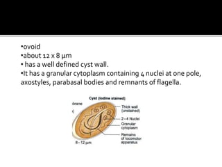 Subphylum mastigophora | PPTX