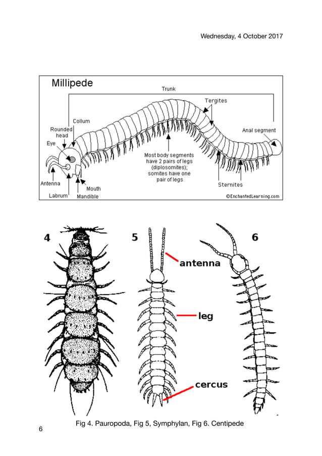 Subphylum myripoda | PDF | Reptiles | Pets