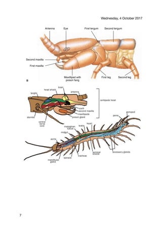 Subphylum myripoda | PDF