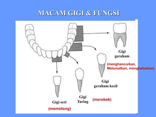 Kesehatan gigi dan mulut pada anak - anak | PPT