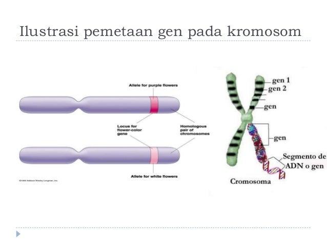 PRESENTASI BAB Substansi genetika KELAS 12 IPA BAB SUBSTANSI GENETIKA…