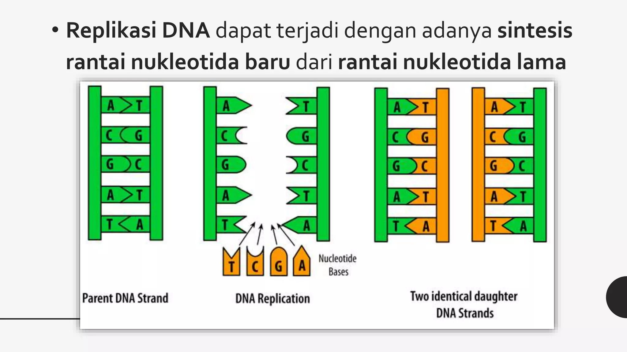 Substansi Genetika - Kelas 12 SMA - SMT 1 | PPTX