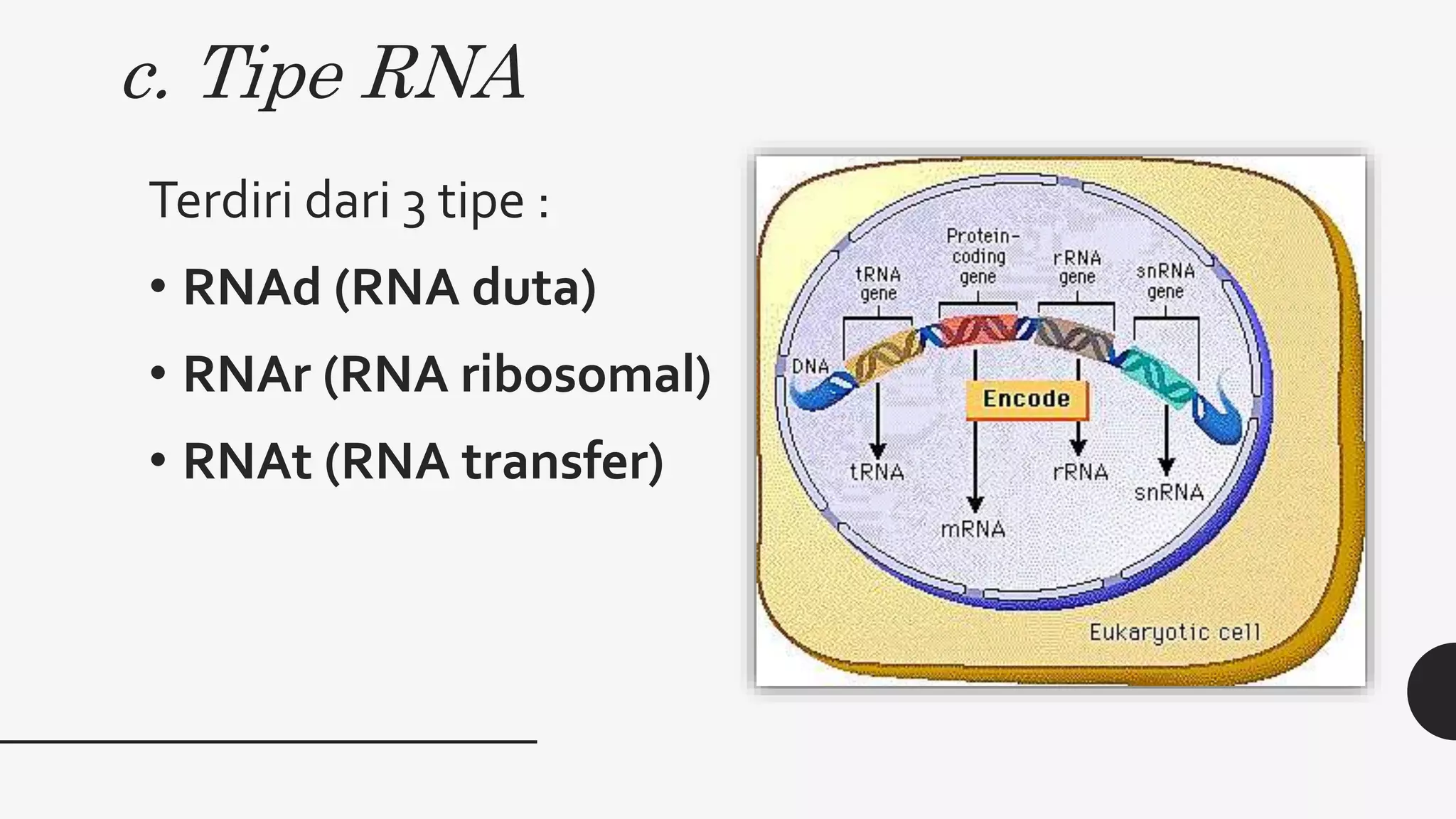 Substansi Genetika - Kelas 12 SMA - SMT 1 | PPTX