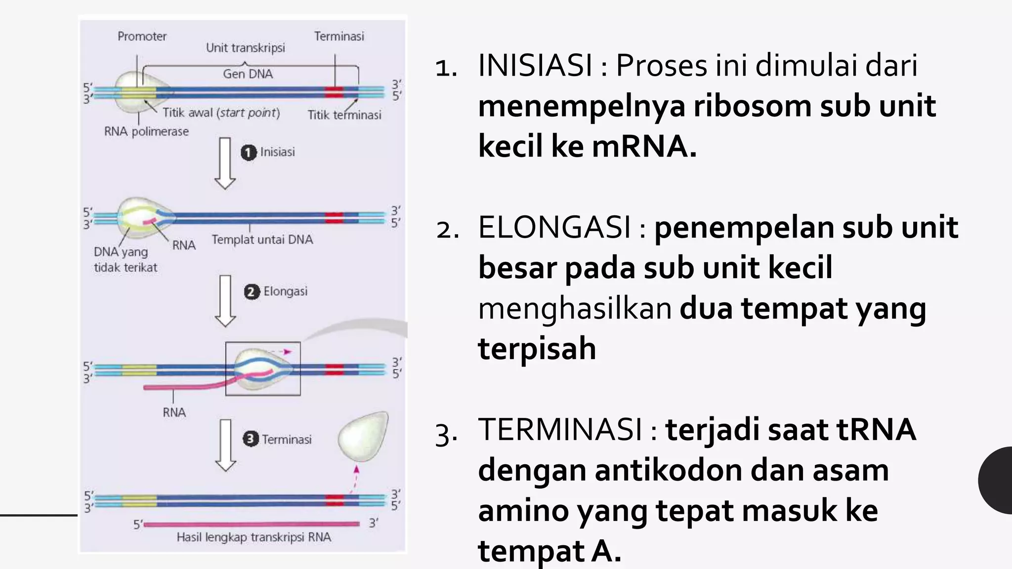 Substansi Genetika - Kelas 12 SMA - SMT 1 | PPTX