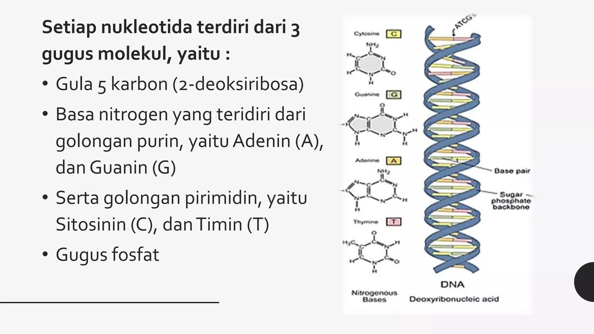 Substansi Genetika - Kelas 12 SMA - SMT 1 | PPTX