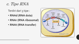 Substansi Genetika - Kelas 12 SMA - SMT 1 | PPTX