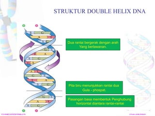 SUBSTANSI GENETIKA.ppt