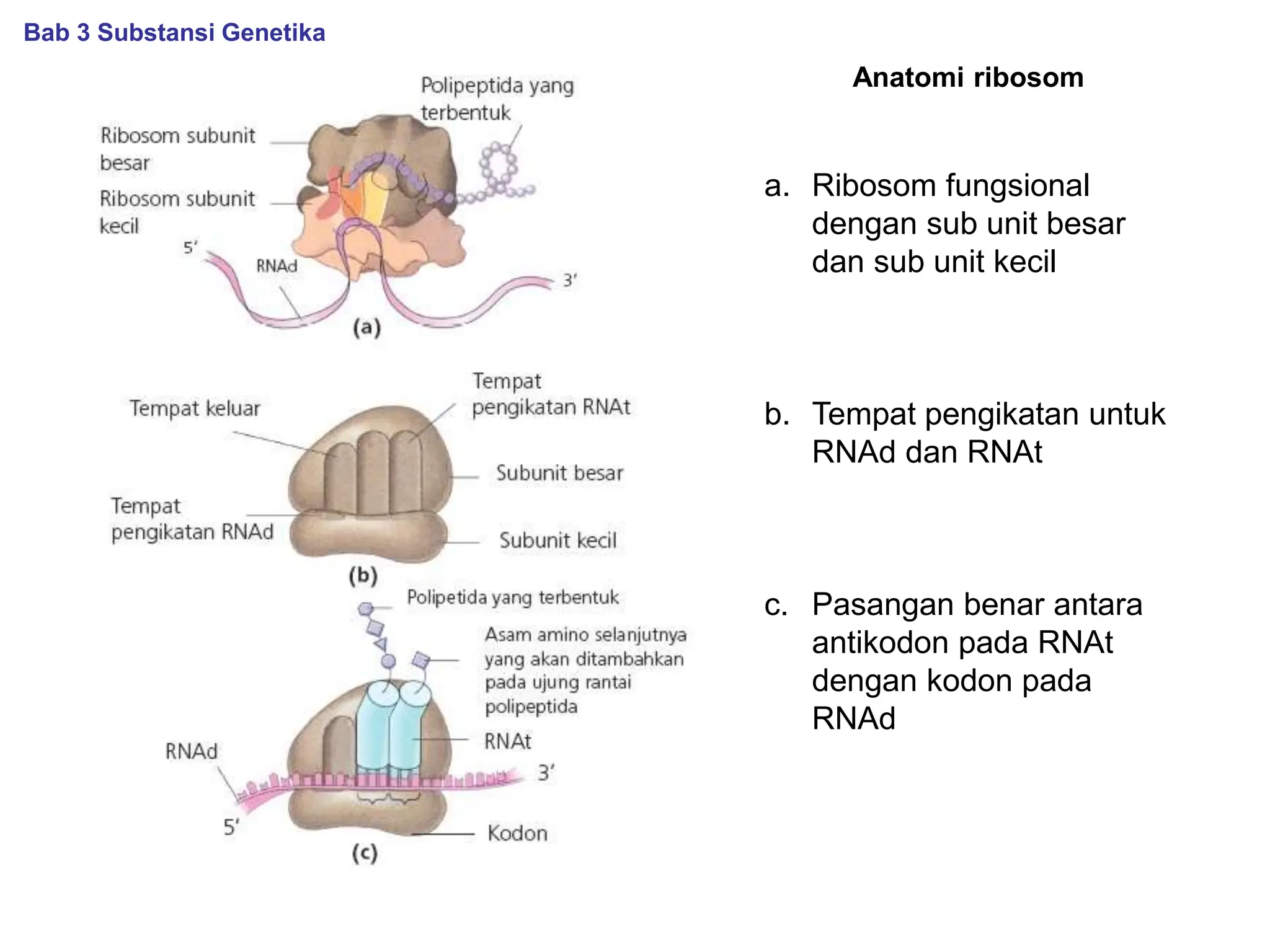 SUBSTANSI_GENETIKA.ppt