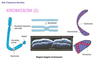 SUBSTANSI_GENETIKA.ppt