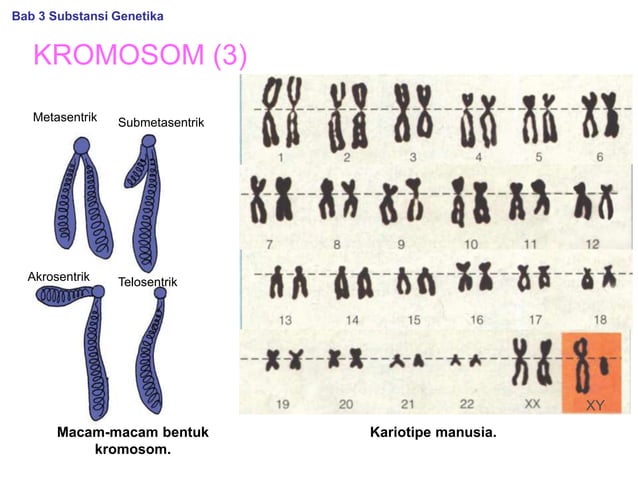 SUBSTANSI_GENETIKA.ppt