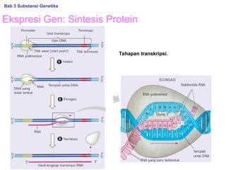 Materi Ajar kelas XII SUBSTANSI_GENETIKA | PPT