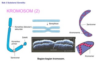 Materi Ajar kelas XII SUBSTANSI_GENETIKA | PPT