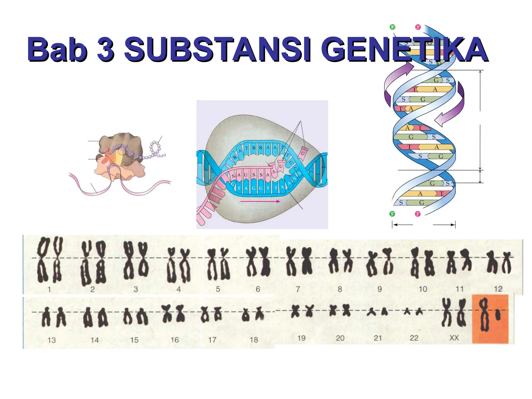 Materi ajar kelas XII tentang SUBSTANSI_GENETIKA.ppt
