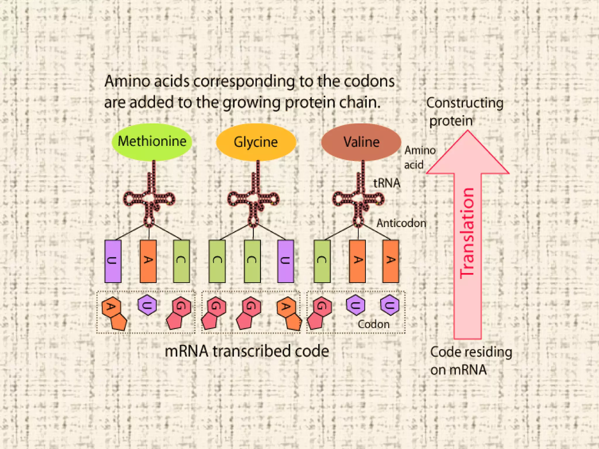 Substasi genetik dan sintesis protein | PPT