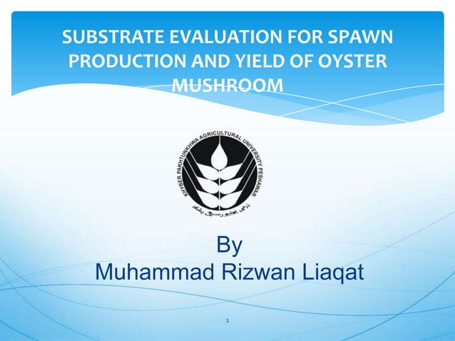 Substrate Evaluation For Spawn Production And Yield Of Oyster Mushroom