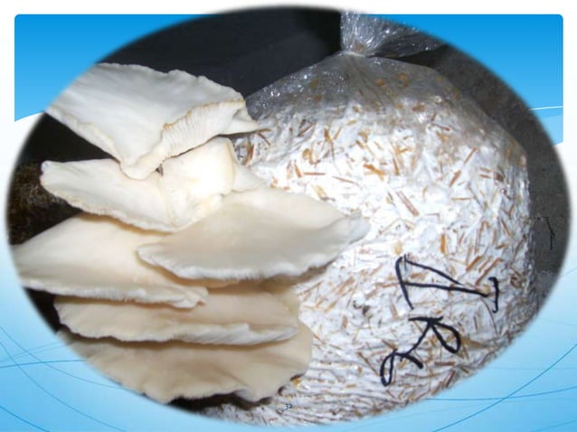 Substrate Evaluation For Spawn Production And Yield Of Oyster Mushroom