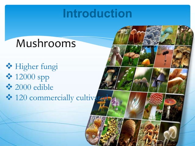 Substrate Evaluation For Spawn Production And Yield Of Oyster Mushroom