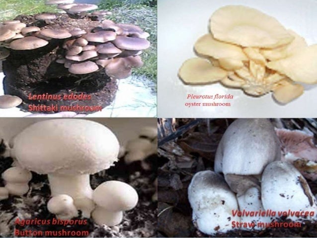 Substrate Evaluation For Spawn Production And Yield Of Oyster Mushroom