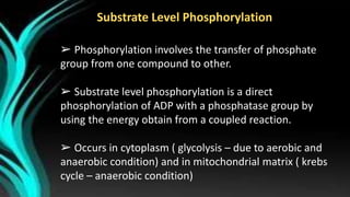 Substrate level phosphorylation and it's mechanism || Biochemistry || B ...