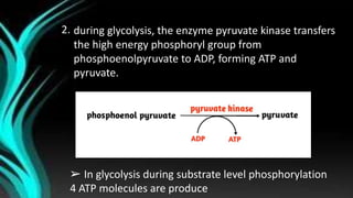 Substrate level phosphorylation and it's mechanism || Biochemistry || B ...