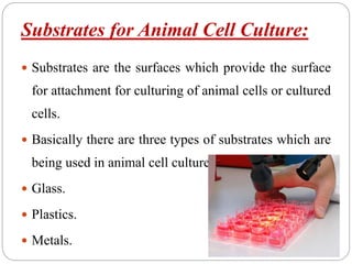 Substrates for animal cellculture | PPTX