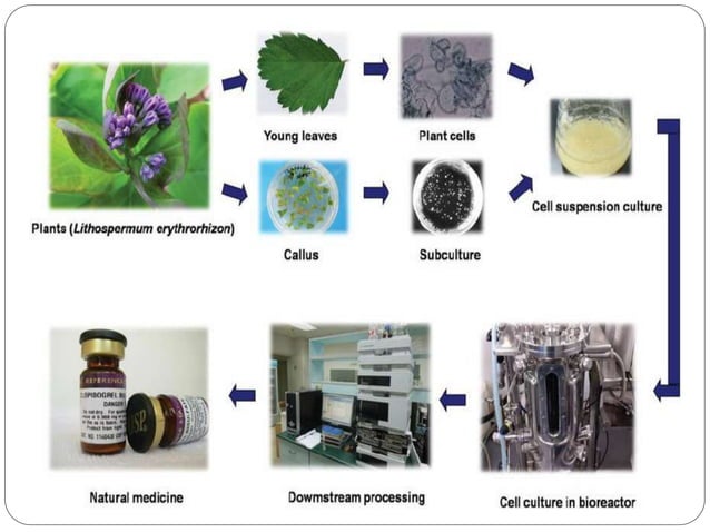 Substrates for animal cellculture | PPTX