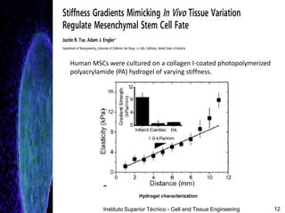 Substrate stiffness and cell fate | PDF | Biological Sciences | Science