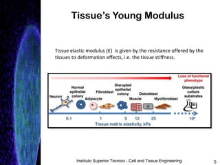 Substrate stiffness and cell fate | PDF | Biological Sciences | Science