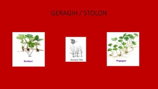 Perkembangbiakan Tumbuhan Vegetatif Alami Kelas 6 IPA | PPTX