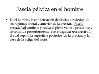 Subtema 4.4 fascias y peritoneo de la pelvis | PPTX
