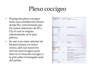 Subtema 4.5 vasos sanguineos y linfaticos | PPTX