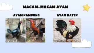 PPG PEMBELAJARAN PAUD SUB TEMA AYAM.pptx