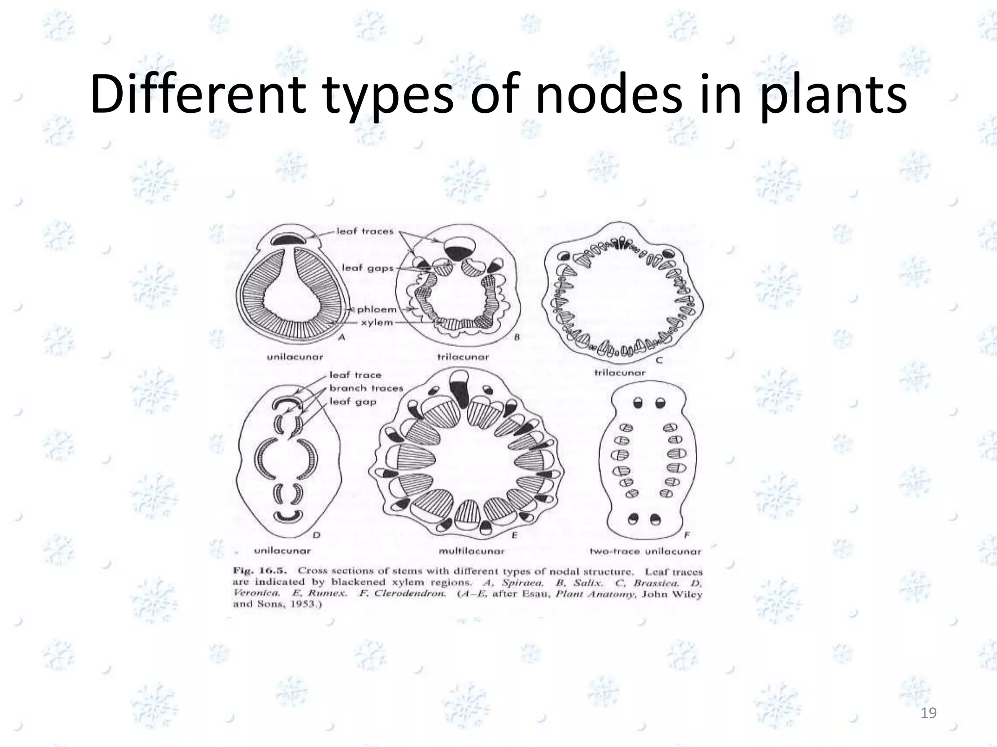 evidences of anatomy, cytology and chemistry to plant taxonomy | PPTX