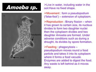 form4(BIOLOGY) chap 2 pt2 | PPT